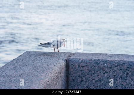 Common tern bird on a granite parapet above the water Stock Photo - Alamy
