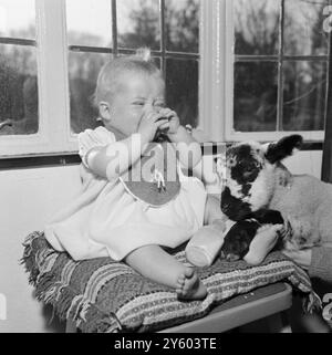 NIGEL SAYERS FEEDS LAMB WITH BOTTLE / 9 MARCH 1961 Stock Photo - Alamy