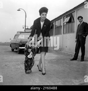 Miss World 1960 , Norma Gladys Cappagli , a 21 year old model from ...