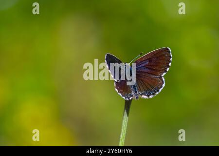 a wonderful little butterfly with black dots,Checkered Blue ...