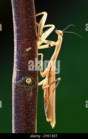 adult female brown praying mantis rest on pink flowers, Mantis ...