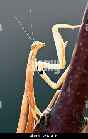 European brown praying mantis climbing up a branch Stock Photo - Alamy