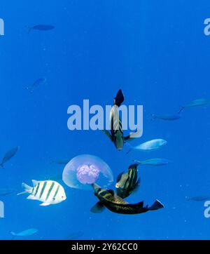 Fish eating jellyfish in coral reef, Egypt Stock Photo - Alamy