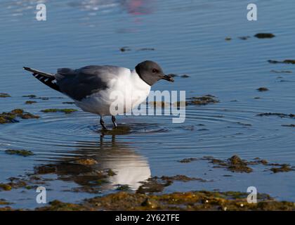 An adult Sabine's Gull (Xema sabini) in melt water pool in the Svalbard ...