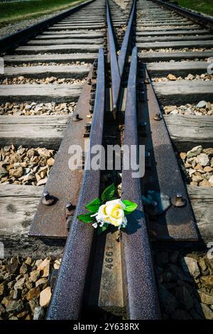 flowers on the railway tracks, Auschwitz-Birkenau concentration camp ...