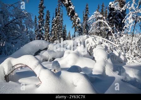 Stunning white wonderland covered boreal forest with spruce, pine trees ...