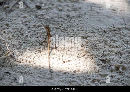 A small lizard standing on sandy ground, illuminated by sunlight. The ...