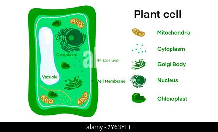 Cell membrane structure, illustration Stock Photo - Alamy