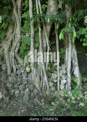 Pile of human skulls modelled of stone at tree roots. Location ...