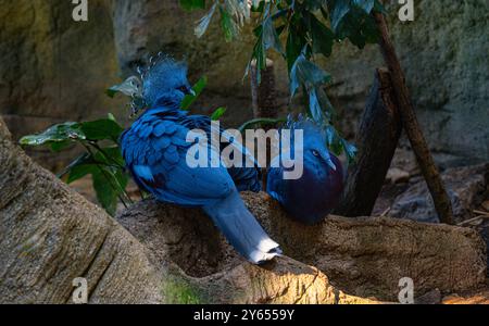 Victoria crowned pigeon called Goura victoria. Living in New Guinea ...