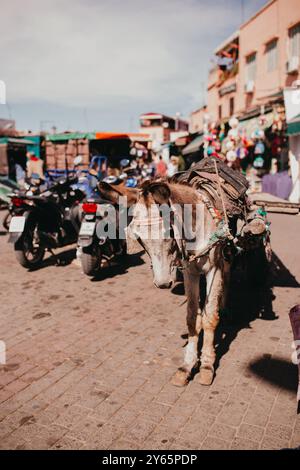 A donkey stands on the roadside in the city of Lindos on the island of ...
