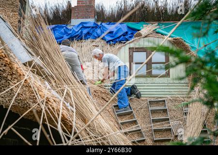 man busy with Thatching a country cottage in denmark Stock Photo - Alamy