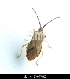 Box Bug (Gonocerus acuteangulatus). Squashbug, Coreidae. Sussex, UK ...