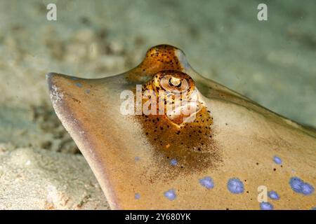 Indonesia, Raja Ampat, Moluccan Bluespotted Maskray (Neotrygon ...