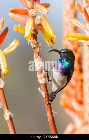White-bellied Sunbird (Cinnyris talatala) female gathering nectar on ...