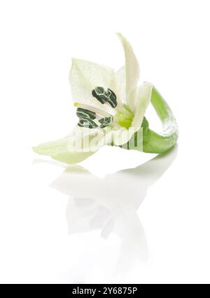 Carolina Reaper pepper flower isolated on white background. clipping ...