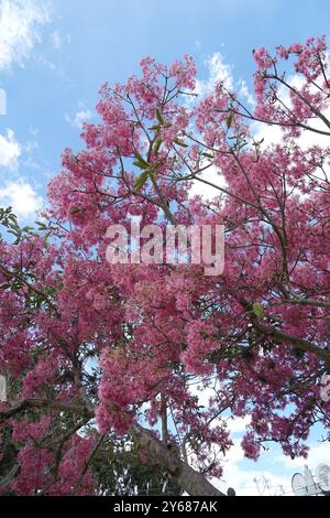 tree, Chionanthus pubescens, Quito, Ecuador, South America Stock Photo ...