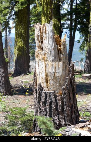 Broken stump of a tree snapped off and sticking up from ground. Moss is ...