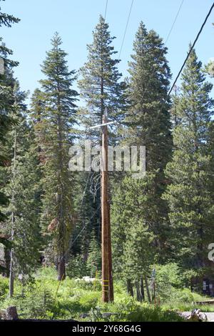 Power lines going through tall pine trees in the forest in Northern ...