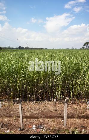 Sugar cane plantation behind barbed wire as seen from the road, Ecuador ...