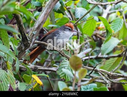 A Line-cheeked Spinetail (Cranioleuca antisiensis) perched on a tree ...