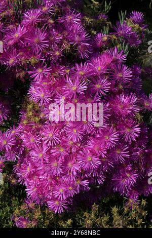 Midday flower (Delosperma), flower, in bloom, Kirstenbosch Botanical ...