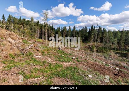 Clear felling area cleaned of logging debris and ready for planting new ...