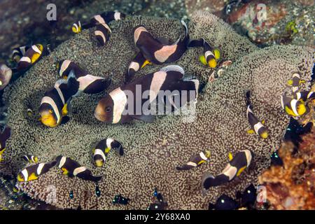 Indonesia, Raja Ampat, Saddleback Clownfish (Amphiprion polymnus ...