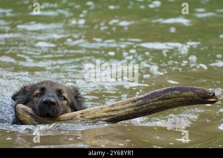 a purebred german shepard dog swimming in a river with a huge stick in ...