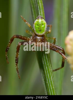 spider Ebrechtella tricuspidata sitting on a plant stem Stock Photo - Alamy