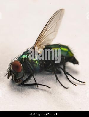 A closeup shot of a common Bottle Fly on an immature green blackberry ...