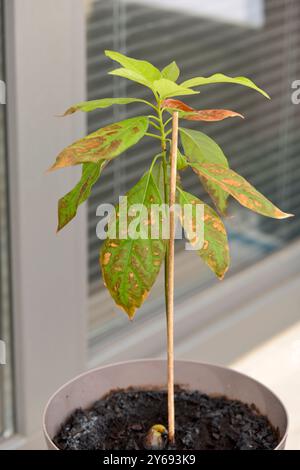 Sick Avocado Persea americana plant with leaves turning brown Stock ...
