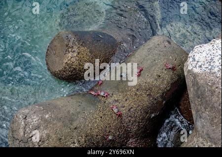 Bright red crabs cling to the rocky artificial shoreline as the clear ...