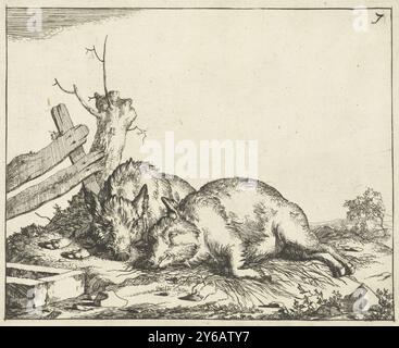 Two pigs lying at fence; Predators and boar Stock Photo - Alamy
