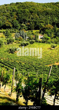 The vineyards of the Euganean Hills. Euganean Hills Regional Park ...