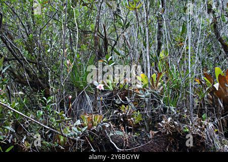 Vertical sandstone rock wall with the carnivorous Chimantá-Aprada Marsh ...