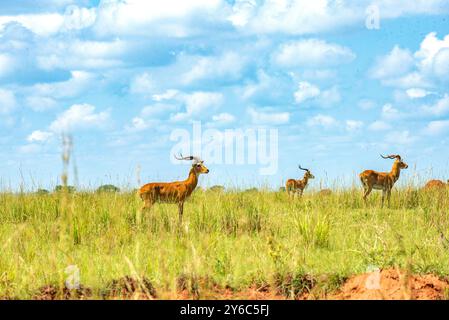 Uganda Kobs in Murchison Falls National Park Stock Photo - Alamy