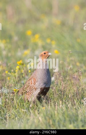 European Partridge (Perdix perdix) adult male calling, Europe Stock ...