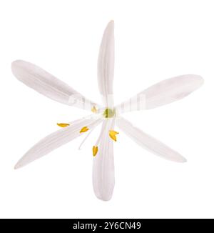 Anthericum liliago, the St Bernard's lily, is a species of flowering ...