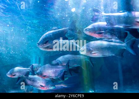 bunch of fish in clear blue water from different angle Stock Photo - Alamy