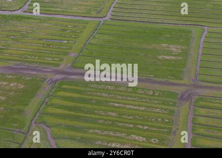 Salt marshes in the mudflat foreland. Wadden Sea National Park, North ...
