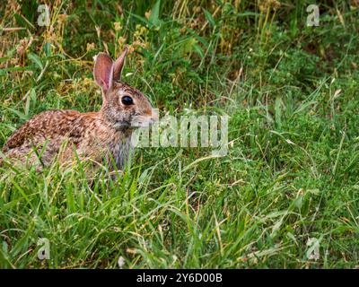 Rabbit on a meadow in the springtime Stock Photo - Alamy