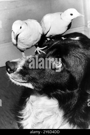 BIRDS DOVES COLLIE LORD ROY WITH DOVES ; 20 AUGUST 1963 Stock Photo - Alamy