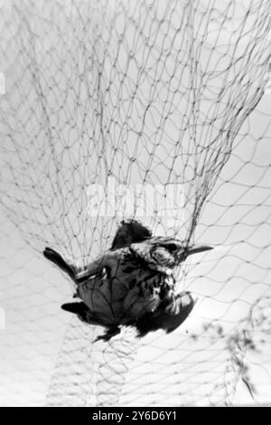BIRDS OF DISEASE CARRYING TICKS IN MYSORE, INDIA / ; 23 JULY 1963 Stock ...