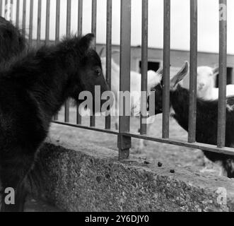 SHETLAND PONY WITH A FOAL AT WHIPSNADE ZOO ; 2 MAY 1963 Stock Photo - Alamy