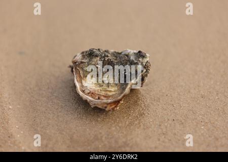 Photo of an oyster shell in glistening wet sand at the shoreline Stock ...