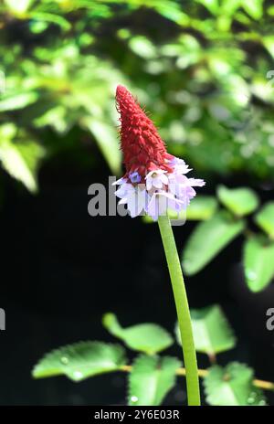 Primula vialli close up of flowers Stock Photo - Alamy