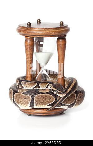 Royal Python with hourglass on white background Stock Photo - Alamy