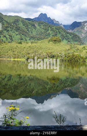 Uganda, Western Uganda, Rwenzori Mountains. On the forest trail at ...
