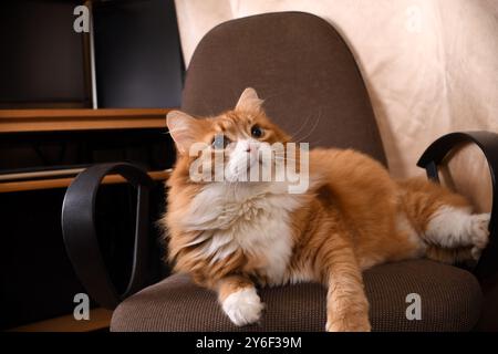 A cat lies on a computer chair close up Stock Photo - Alamy